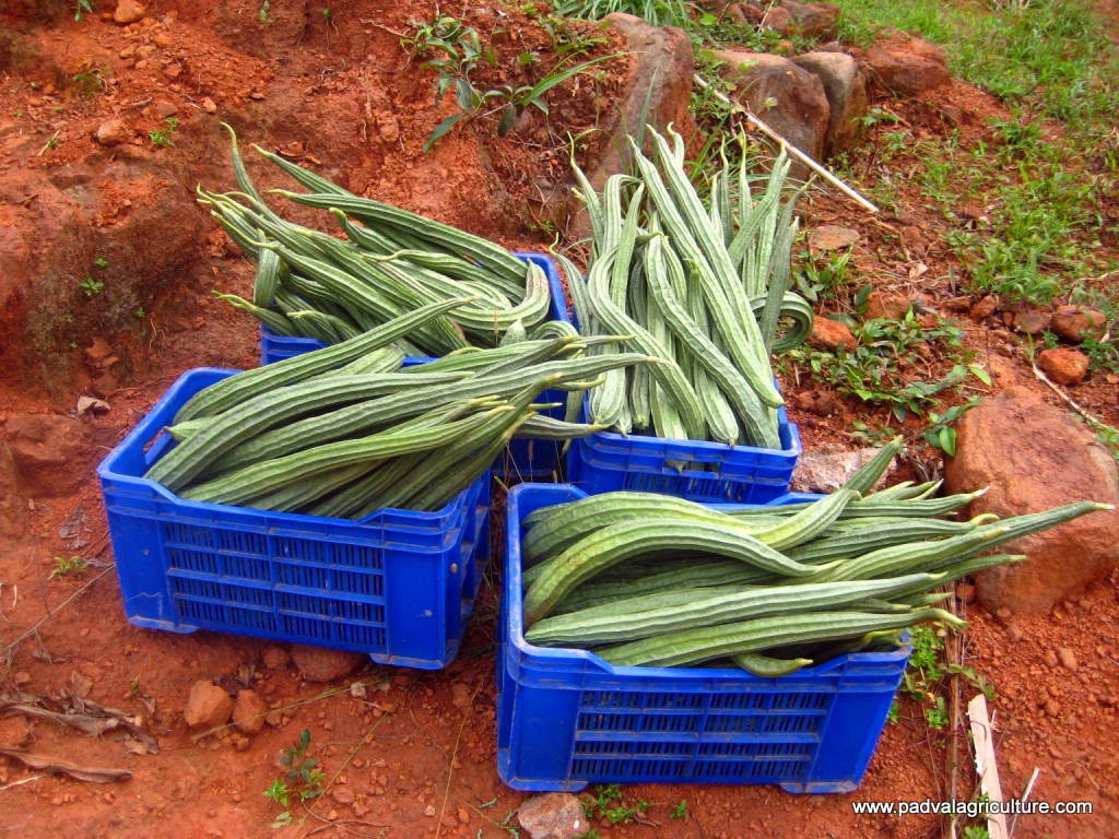 PADVAL AGRICULTURE AND FARM ENTERPRISES: Vegetable Farming